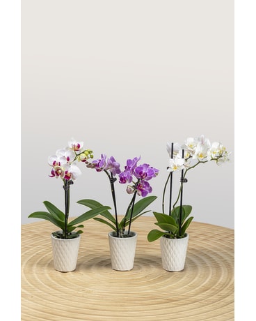 Three Mini Orchids - Augusta, GA | Martina's Flowers and Gifts