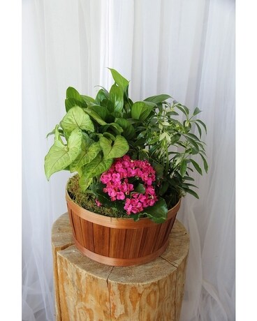 Plants - Fort Collins, CO | Palmer Flowers
