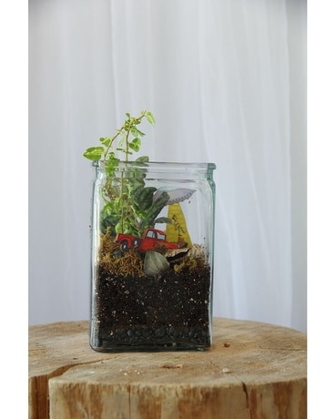 Alien Encounter Terrarium - Fort Collins, CO | Palmer Flowers