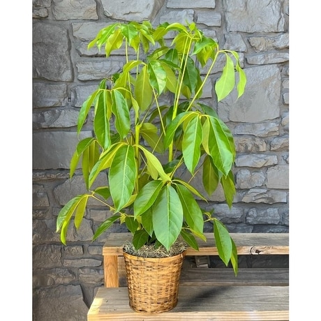 Schefflera Amate Flower | Best Flower Site