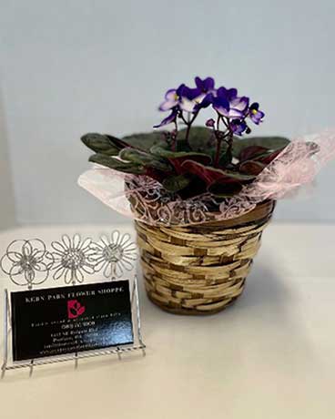 Adorable African Violet Plant in Portland OR - Kern Park Flower Shoppe