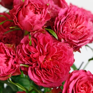 Orange Burst Nosegay in Merion PA - Long Stems