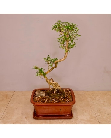 Premium/Regal Assorted Bonsai in Merion PA - Long Stems