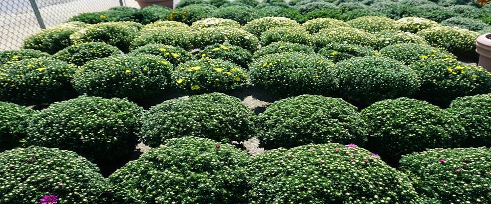 Allentown & Bethlehem Florist - Flower Delivery by Phoebe Floral Shop ...