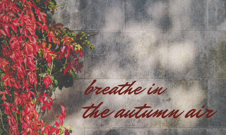 Allentown & Bethlehem Florist - Flower Delivery by Phoebe Floral Shop ...