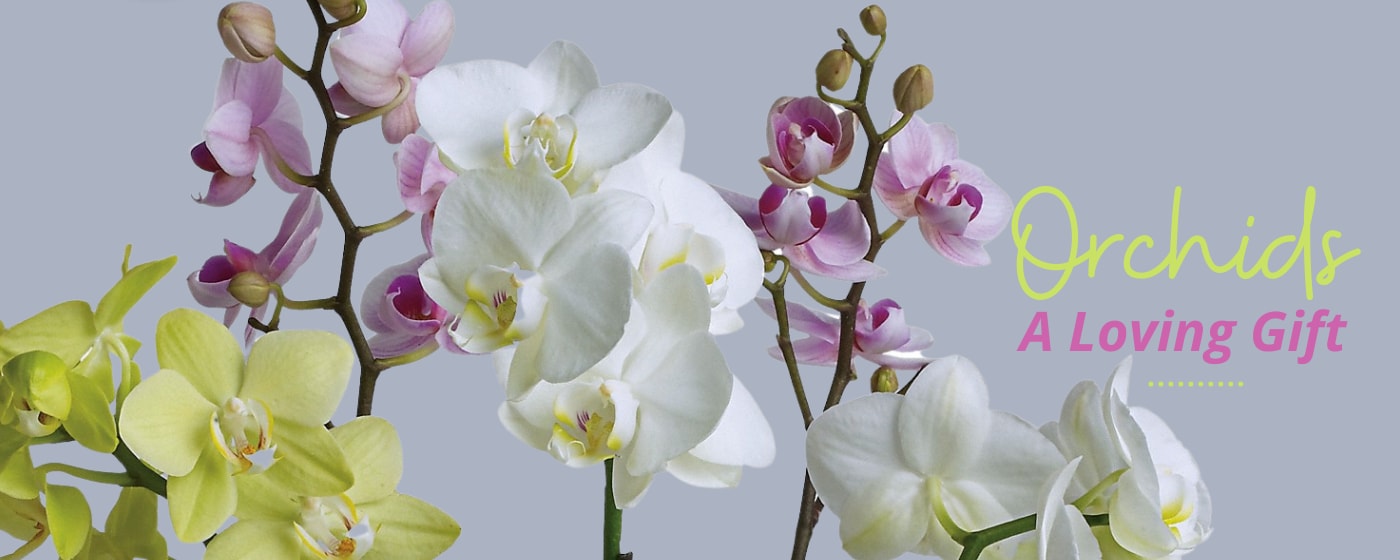 Allentown Florist - Flower Delivery by Phoebe Floral Shop