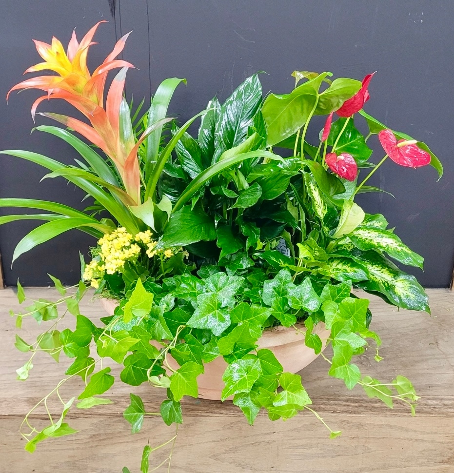Plants/Eurogardens Delivery Memphis TN - Holliday Flowers, Inc.