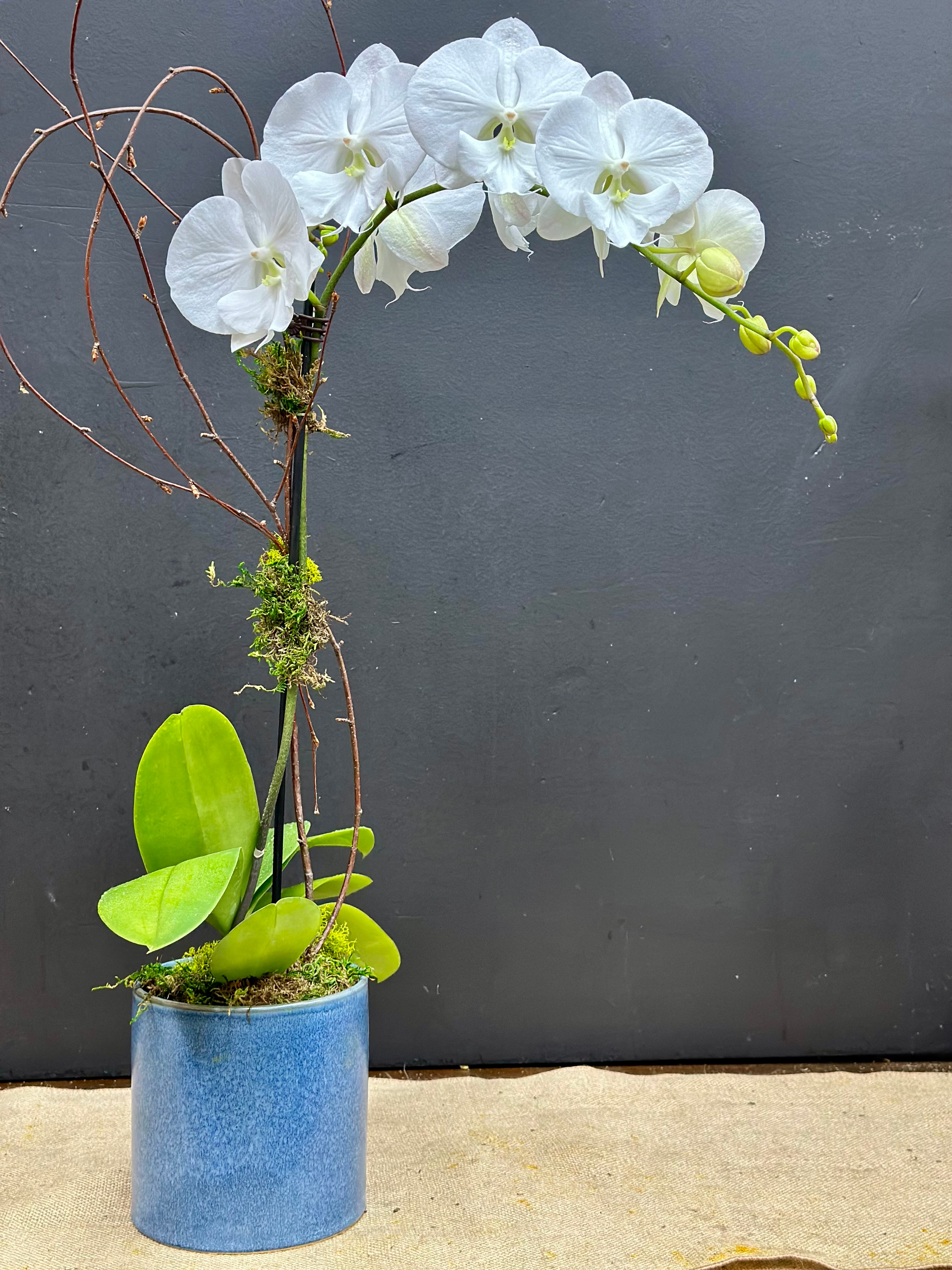 Plants/Eurogardens Delivery Memphis TN - Holliday Flowers, Inc.