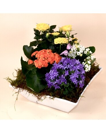 Plants Delivery in Dallas, TX | McShan Florist