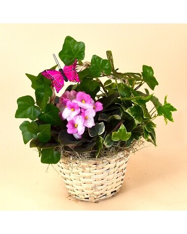 Plants Delivery in Dallas, TX | McShan Florist