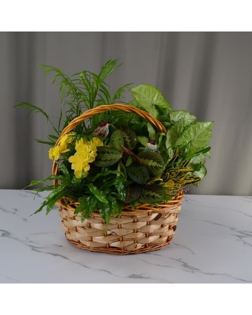 Plants Delivery in Dallas, TX | McShan Florist