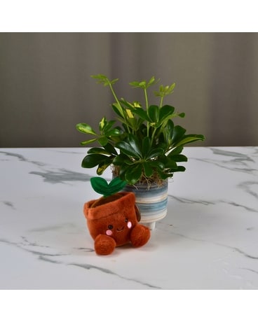 Plants Delivery in Dallas, TX | McShan Florist