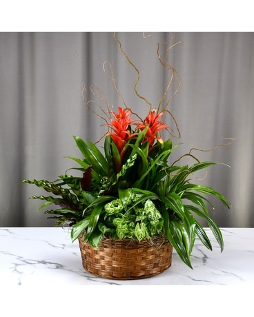 McShan's Customer Favorites Delivery in Dallas, TX | McShan Florist