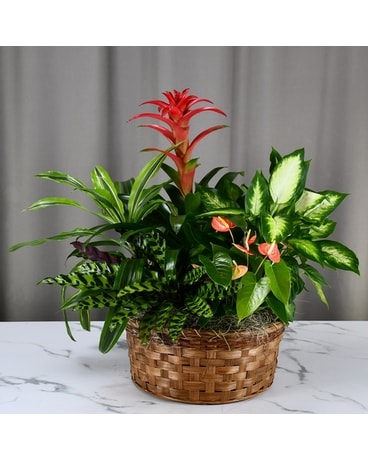 Plants Delivery in Dallas, TX | McShan Florist