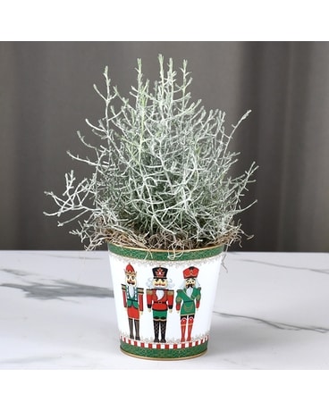 McShan Calocephalus Plant in Dallas, TX | McShan Florist