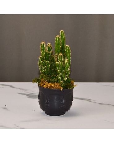 Plants Delivery in Dallas, TX | McShan Florist