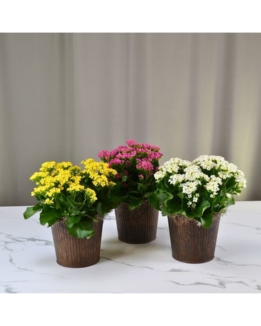 McShan Kalanchoe Plant (Various Colors) in Dallas, TX | McShan Florist