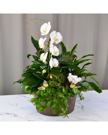 Plants Delivery in Dallas, TX | McShan Florist