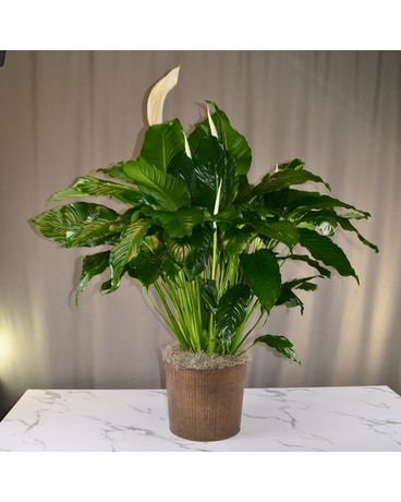 McShan Simple Spath Plant in Dallas, TX | McShan Florist