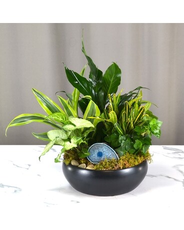 McShan's Customer Favorites Delivery in Dallas, TX | McShan Florist