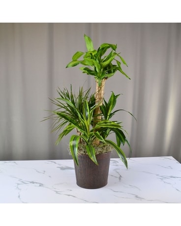 For the Home Delivery in Dallas, TX | McShan Florist