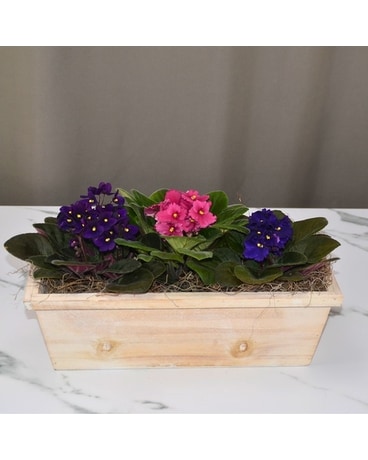 Plants Delivery in Dallas, TX | McShan Florist