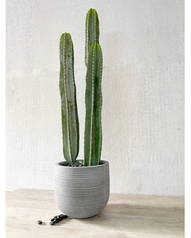 San Pedro Cactus in Austin TX - King Florist Of Austin