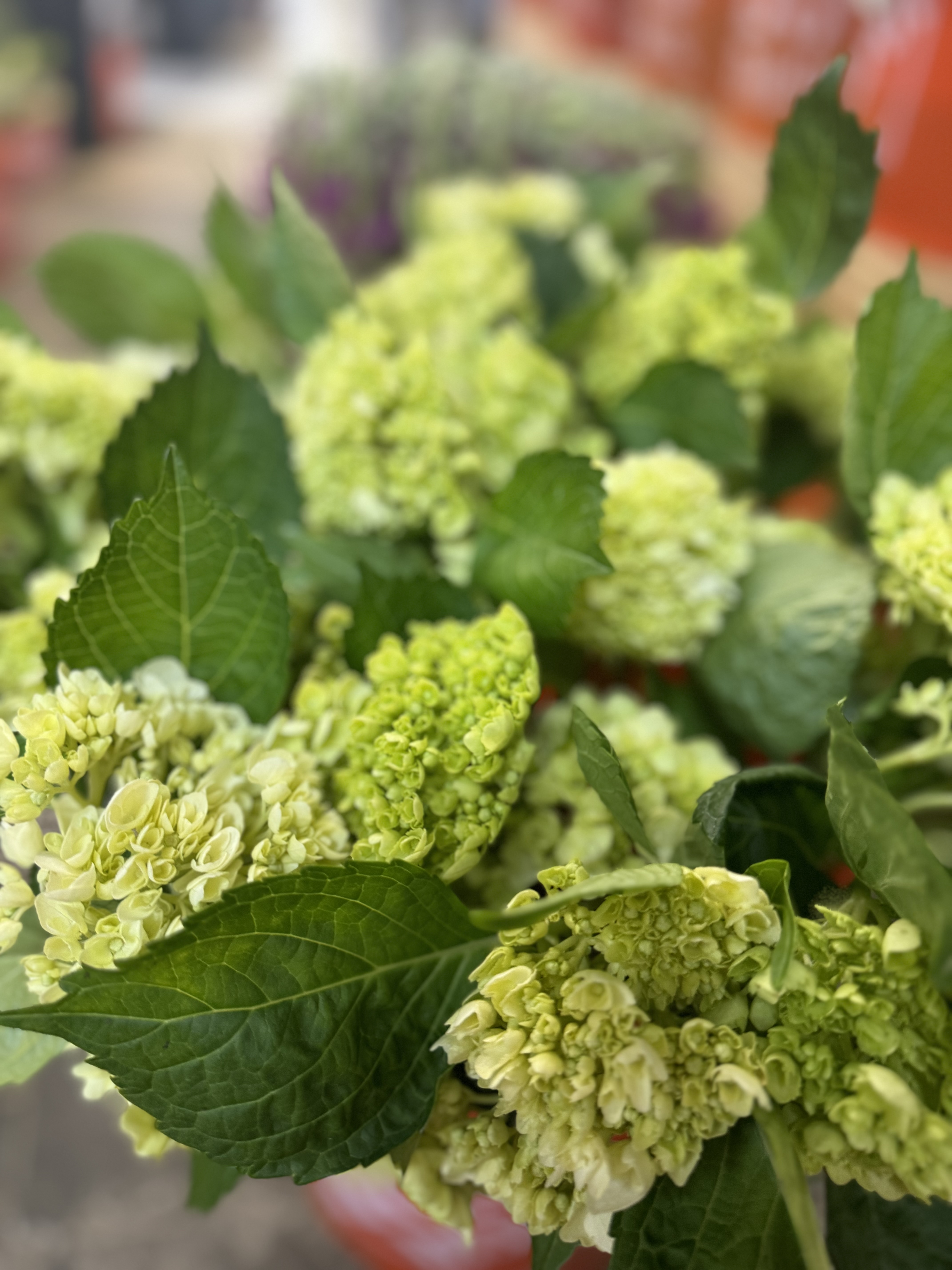 green hydrangea