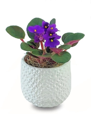 Vivacious Violet in Marshfield WI - Hefko Floral Company