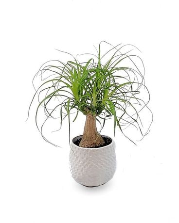 Small Pony Tail Pot in Marshfield WI - Hefko Floral Company