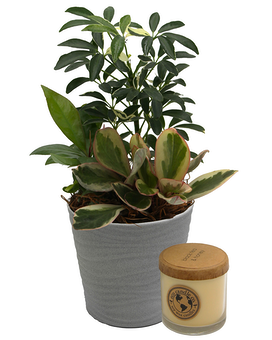 Florist Appleton WI - Flower Delivery Appleton Wisconsin