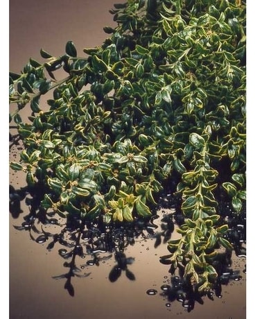 Oregonia Flower | Best Flower Site