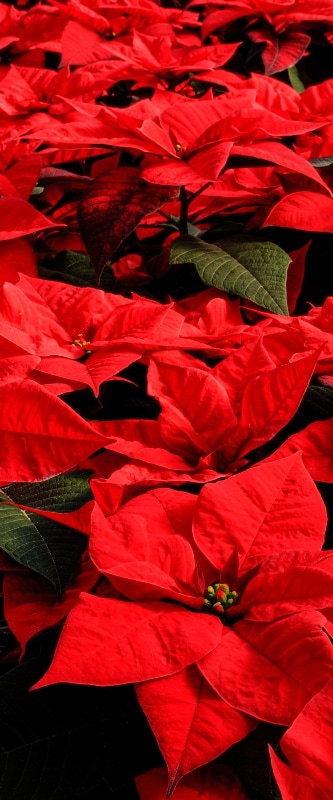 How To Care For Your Poinsettia Plants