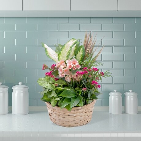 Roberta’s Flower Magic Plant Food M7503 | Best Flower Site