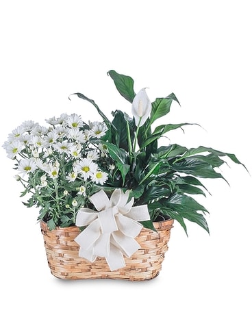 Blooming and Green Plant Combination in Springfield OH - Schneider's ...