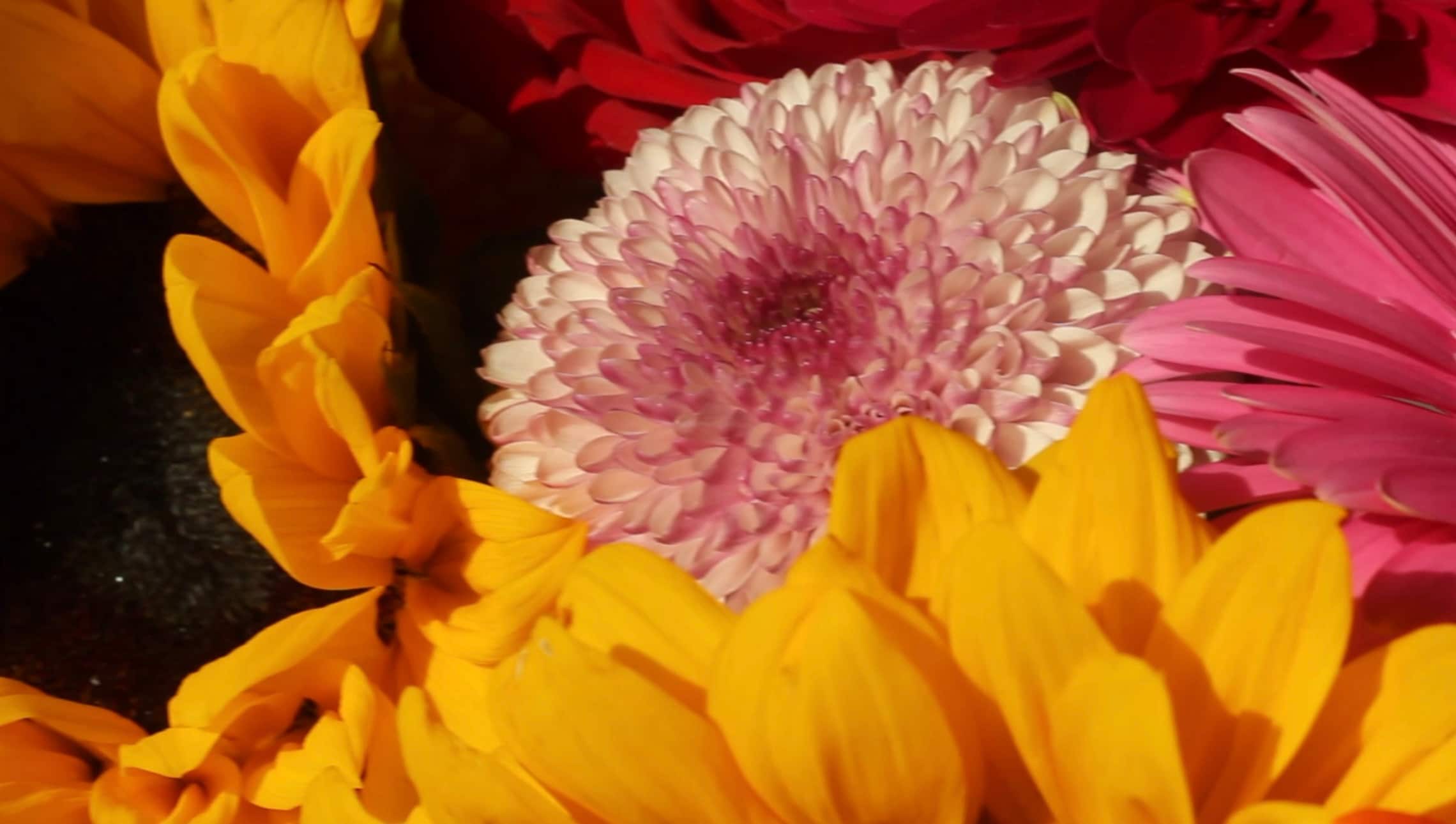 Washington DC Florist & Flower Delivery - Caruso Florist