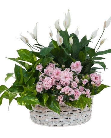 Plants Delivery Rosemount MN - Rosemount Floral by Lucky Lola