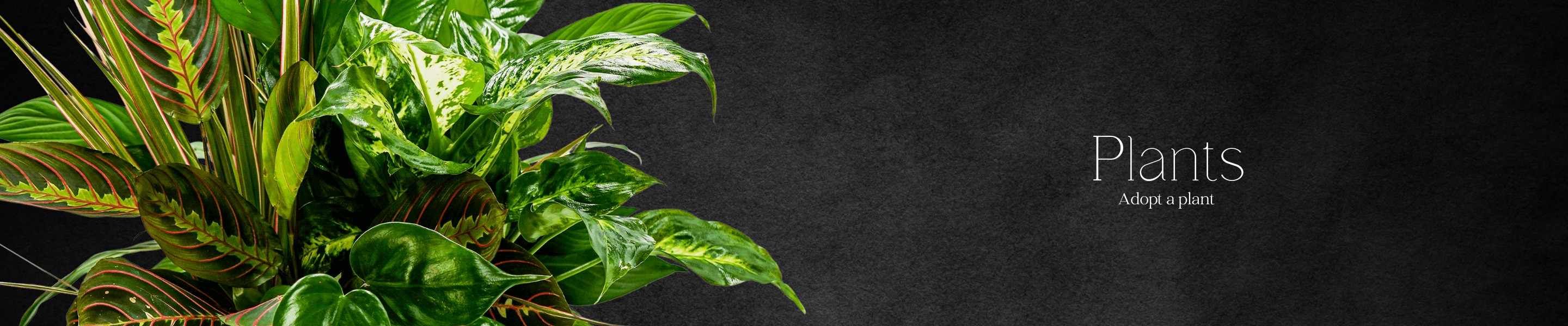 Plants Delivery Rosemount MN - Rosemount Floral by Lucky Lola