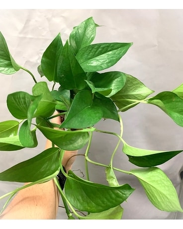 Live Plants, Mixed Garden Basket Delivery Timmins ON - Timmins Flower ...