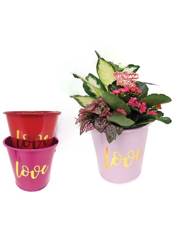 Live Plants, Mixed Garden Basket Delivery Timmins ON - Timmins Flower ...