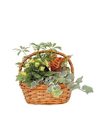 Live Plants, Mixed Garden Basket Delivery Timmins ON - Timmins Flower ...
