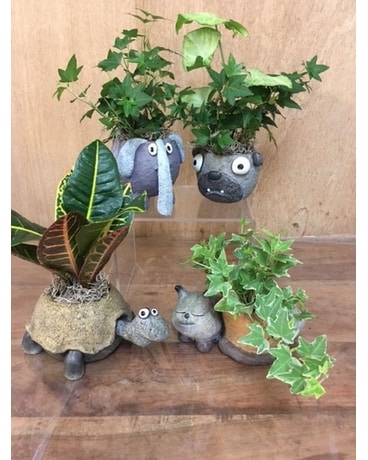 Assorted Blob House Planters in Napa CA - Garaventa Florist