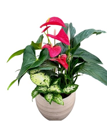 Cresta Anthurium Planter in Owen Sound ON - McDonald's Flower Cart