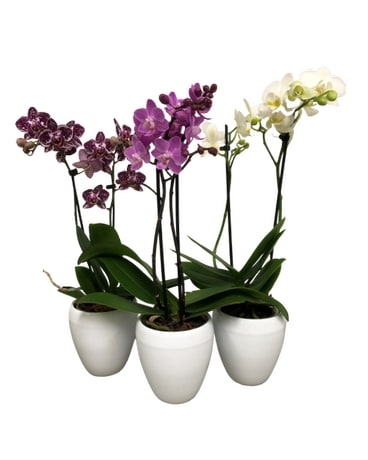 Orchid 3.5" in Owen Sound ON - McDonald's Flower Cart