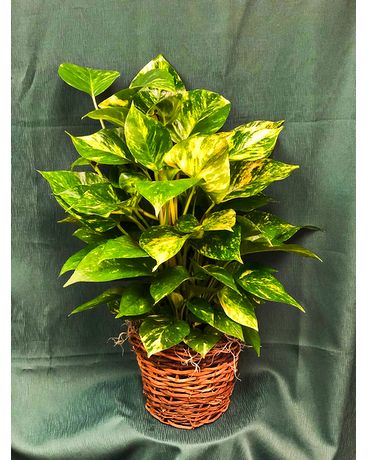 Pothos Ivy Pole in Claremore OK - Floral Creations