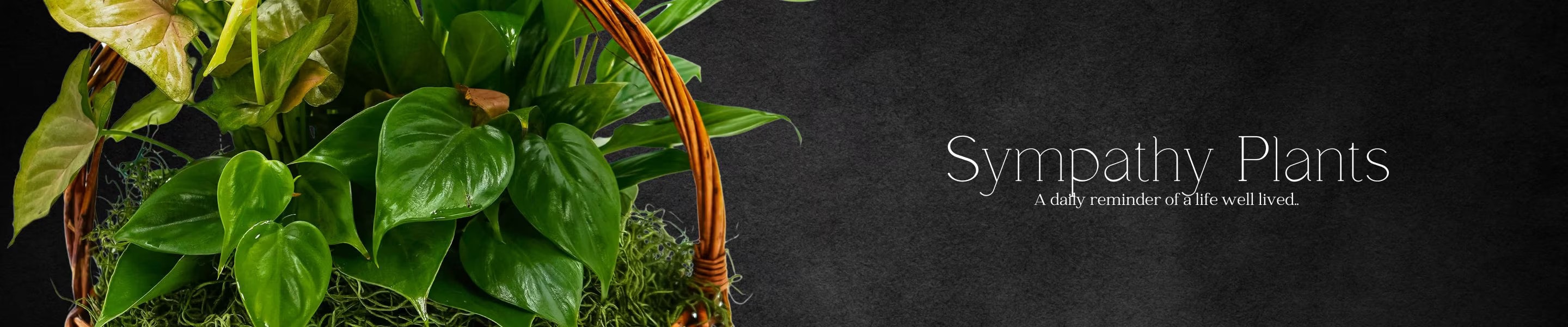 Sympathy Plants Delivery Fort Worth TX - TCU Florist & Flower Delivery