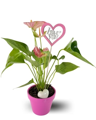 Desktop Valentines Anthurium Plant in Wichita KS - Tillie's Flower Shop