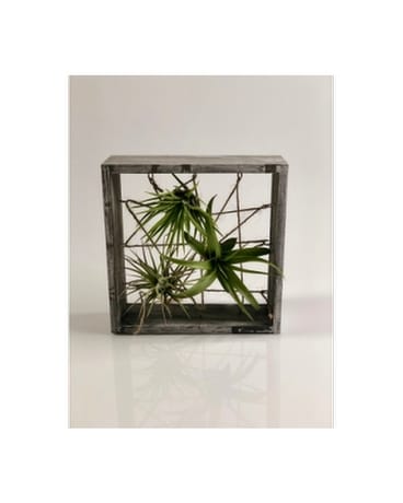 Desktop Plants Delivery Wichita KS - Tillie's Flower Shop