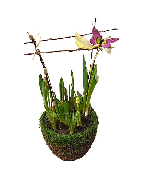 Spring Bulb Arrangements