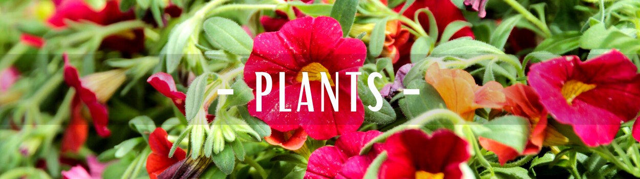 Local Florist | Flower Shop | Fort Collins & Loveland Flower Delivery